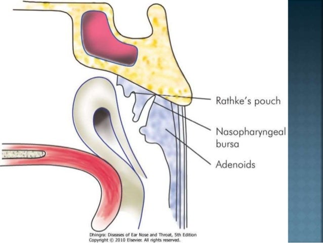 Anatomy and physiology of pharynx