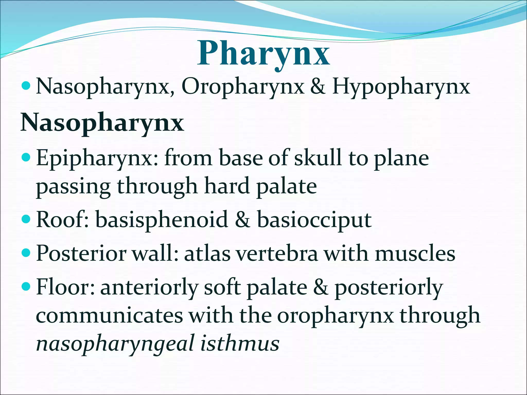 Anatomy and Physiology of Pharynx.ppt | Ear, Nose and Throat Conditions | Diseases and Conditions