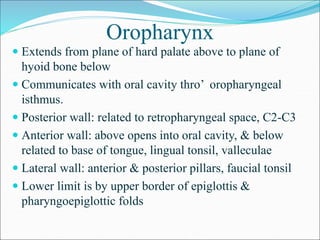 Anatomy and Physiology of Pharynx.ppt