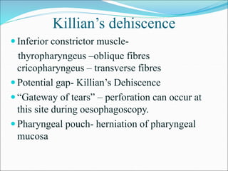 Anatomy and Physiology of Pharynx.ppt