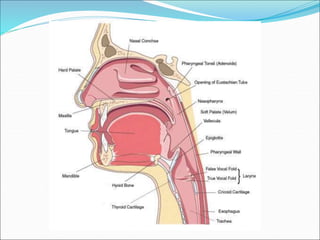 Anatomy and Physiology of Pharynx.ppt