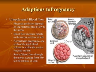 Anatomy and Physiology of Pregnancy for bsc | PPT