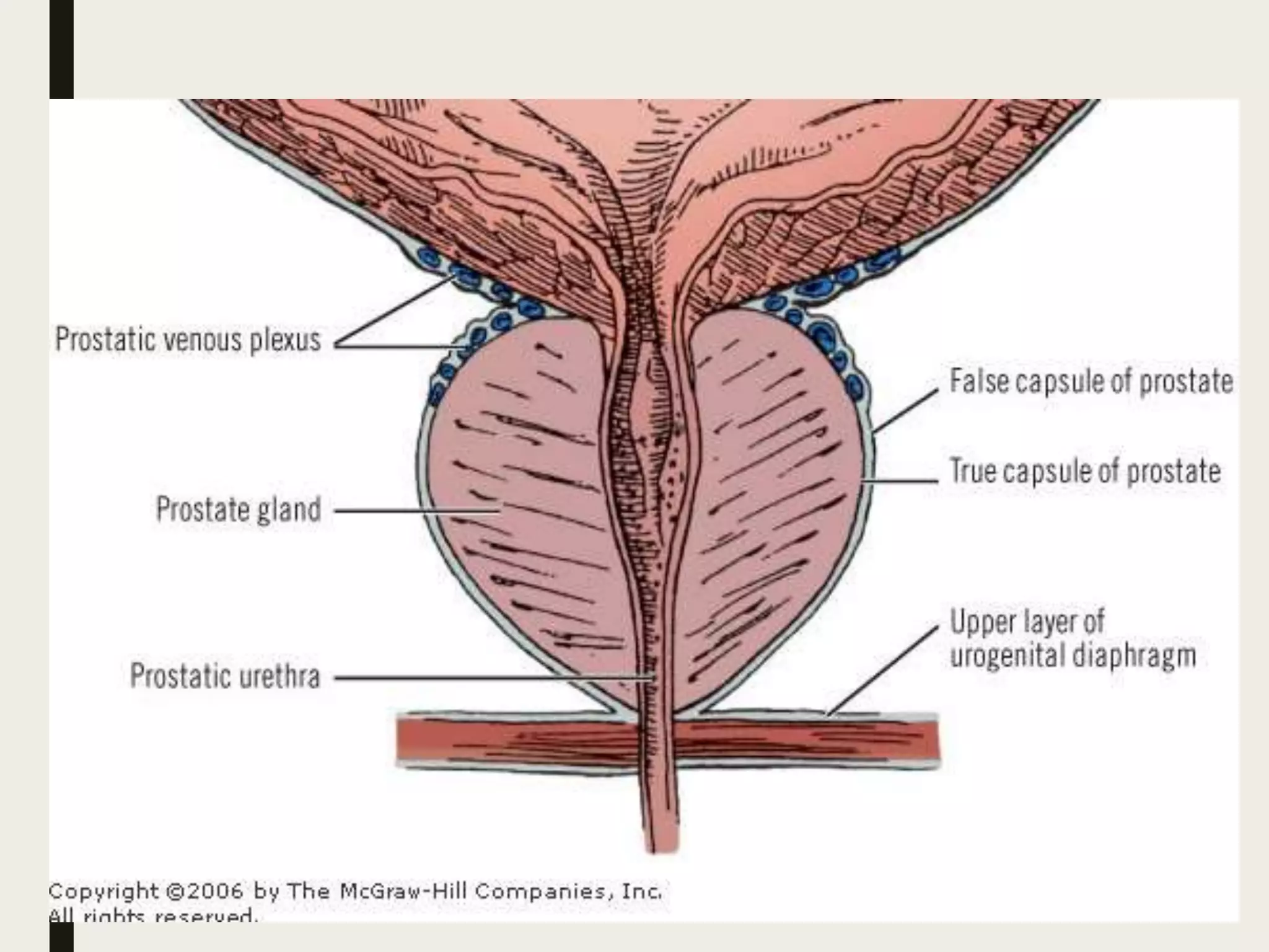 Anatomy And Physiology Of Prostate Ppt