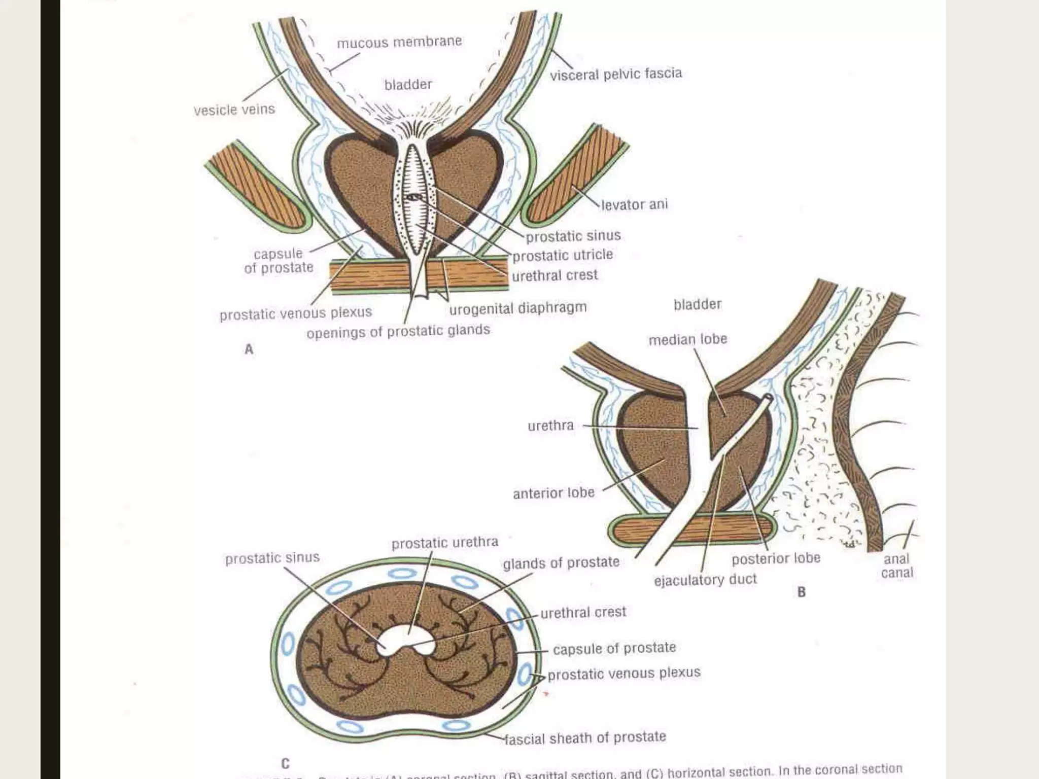 Anatomy and physiology of prostate | PPTX