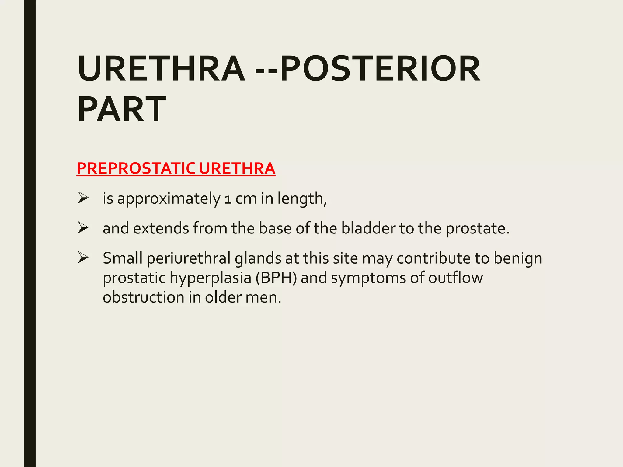 Anatomy and physiology of prostate | PPTX