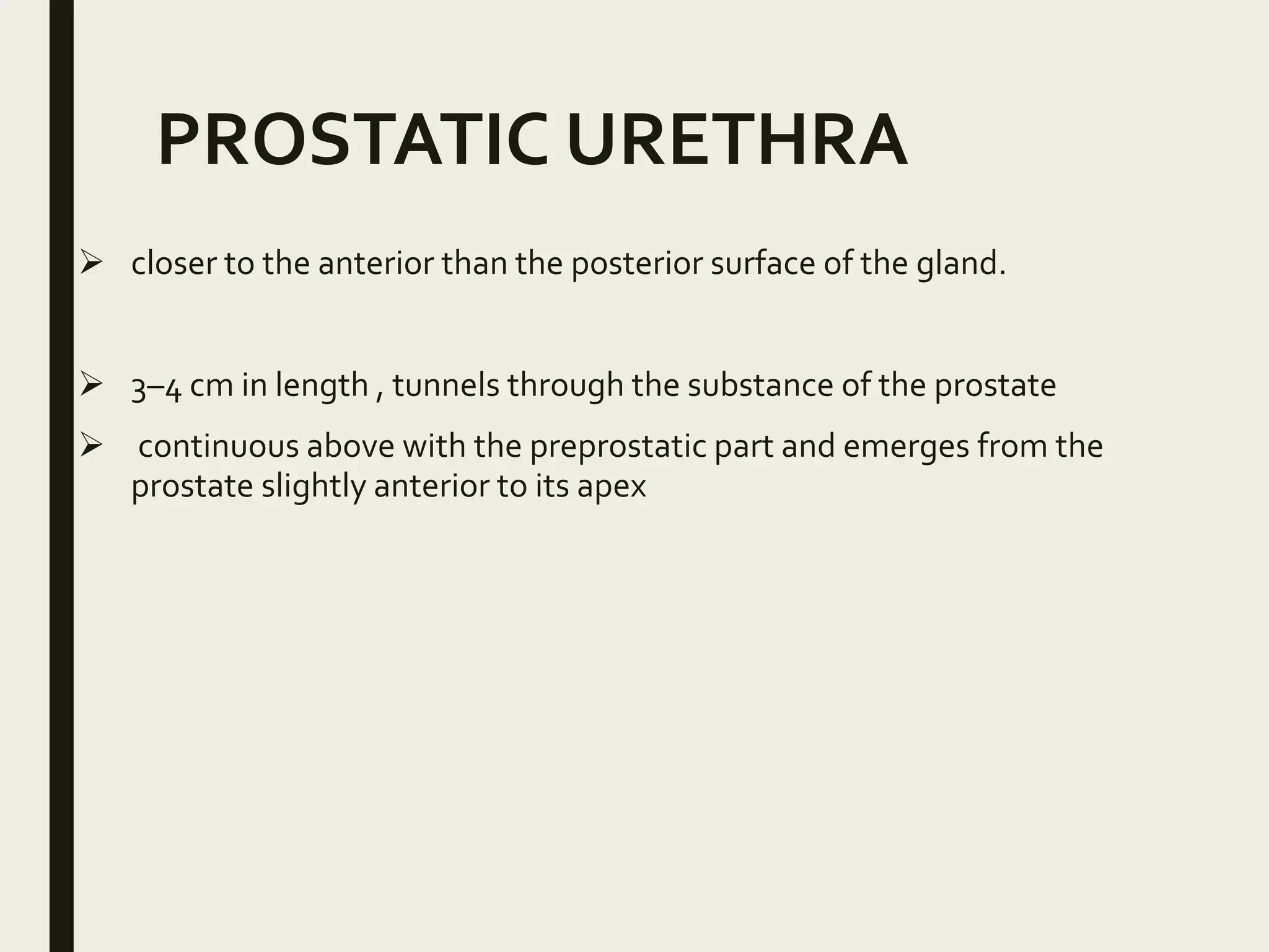 Anatomy and physiology of prostate | PPTX
