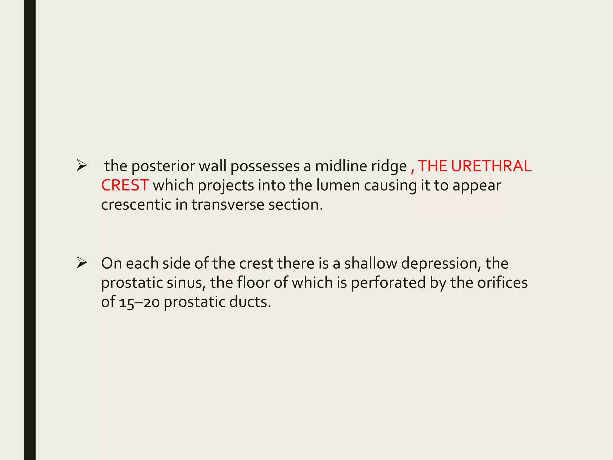 Anatomy and physiology of prostate | PPTX