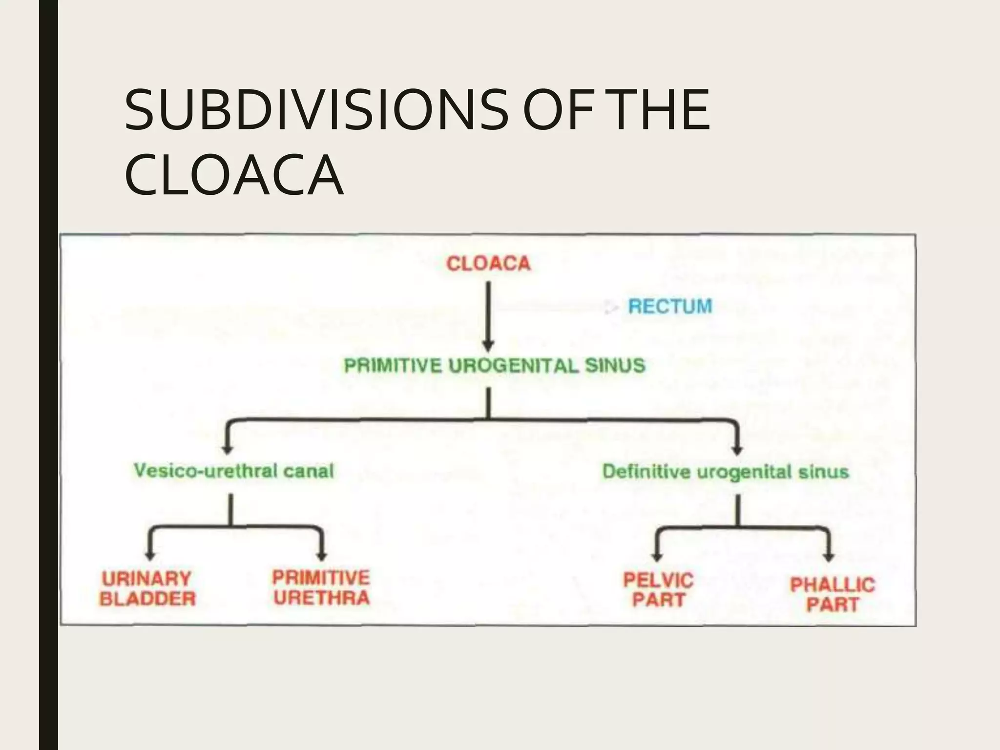 Anatomy and physiology of prostate | PPTX