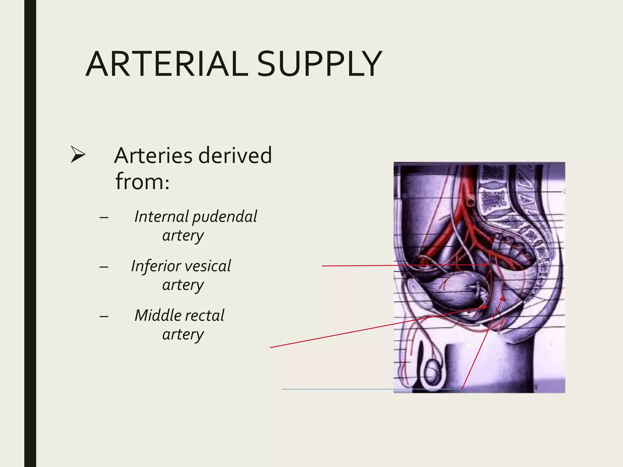 Anatomy and physiology of prostate | PPTX