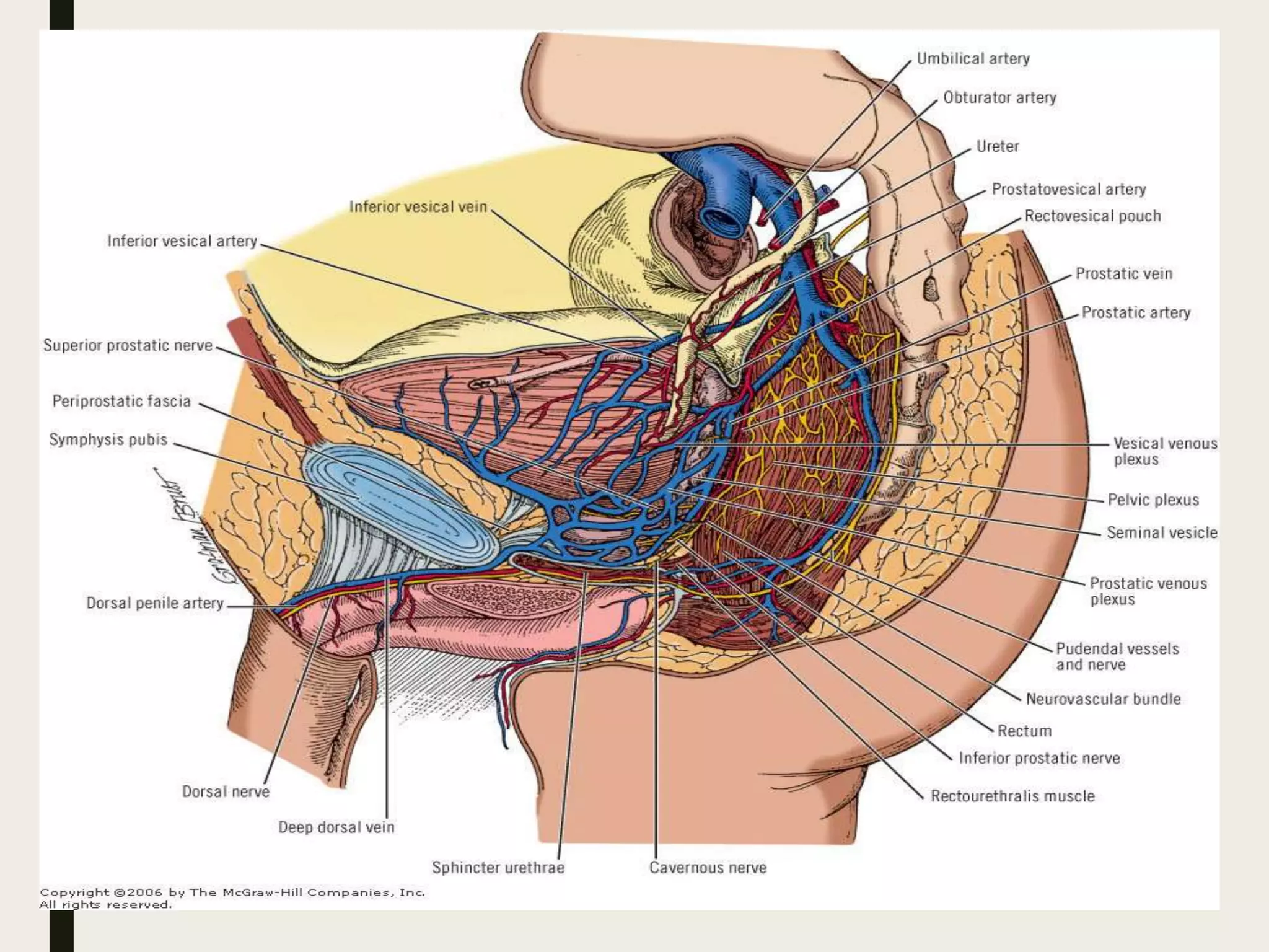 Anatomy And Physiology Of Prostate Ppt