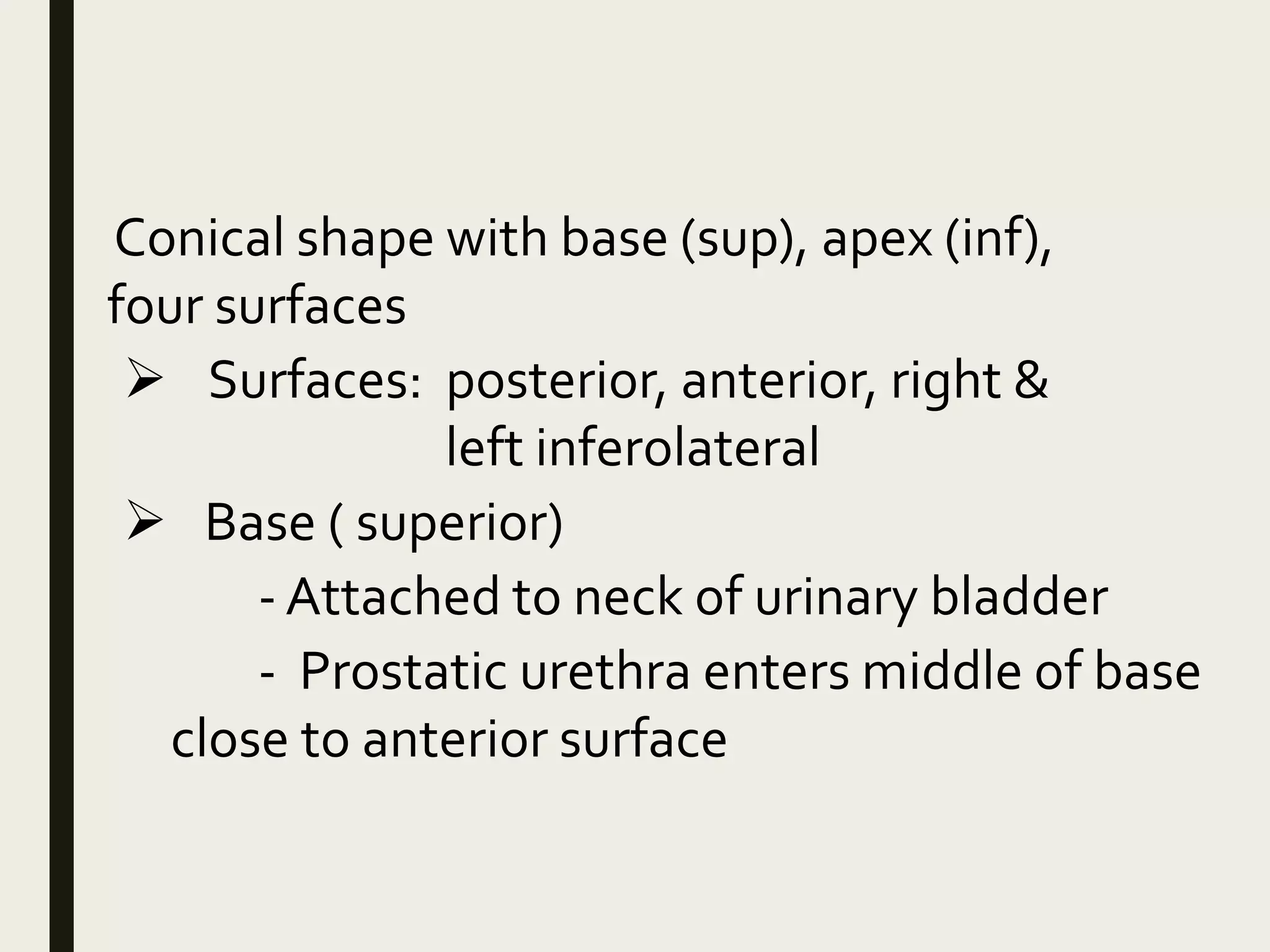 Anatomy and physiology of prostate | PPTX
