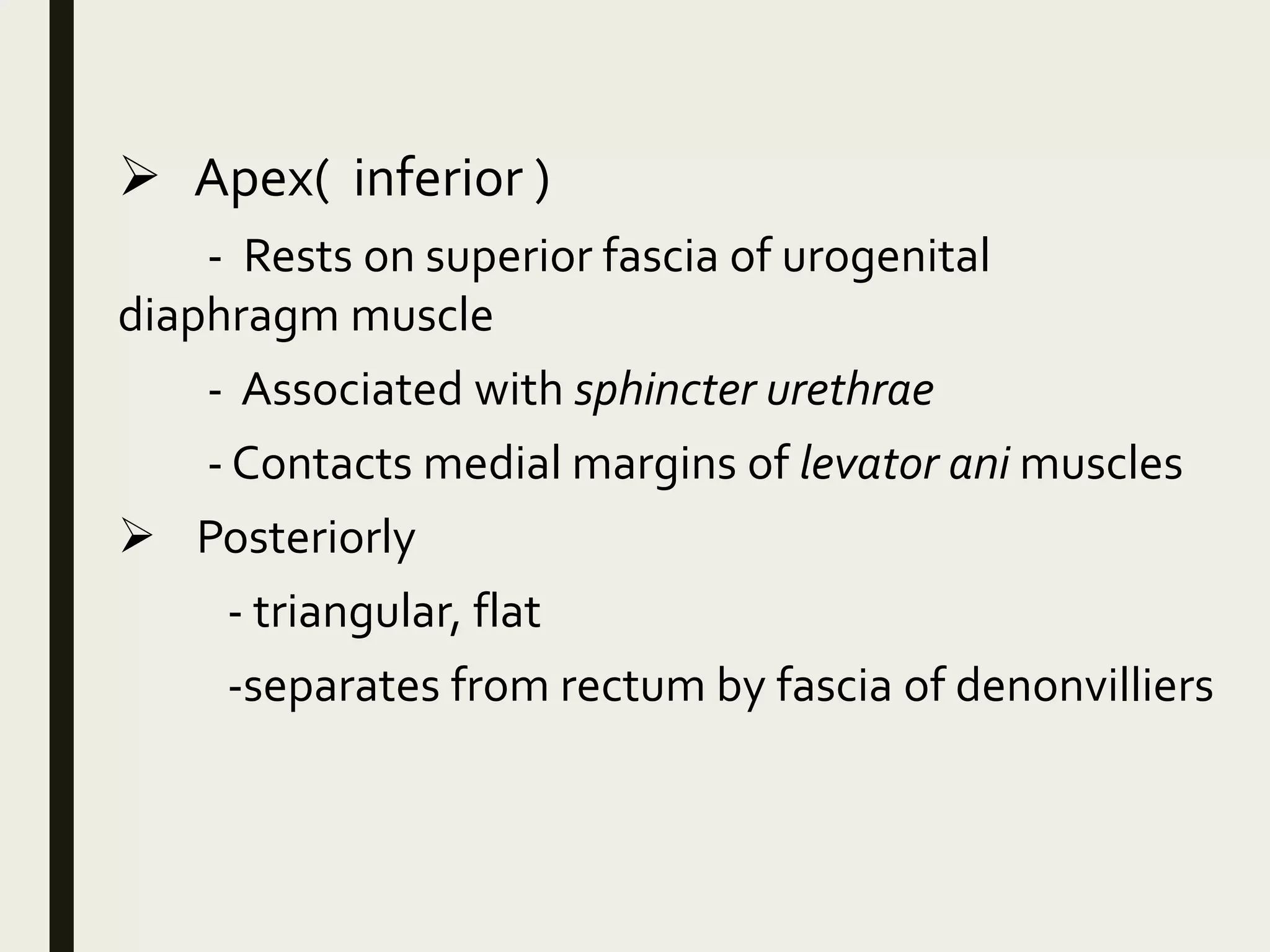 Anatomy and physiology of prostate | PPTX
