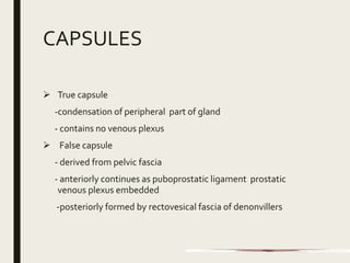Anatomy and physiology of prostate | PPTX