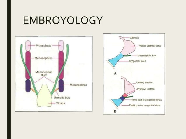 Anatomy and physiology of prostate | PPTX