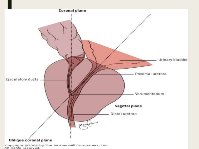 Anatomy And Physiology Of Prostate Ppt