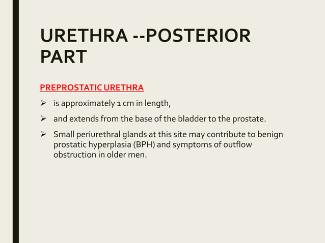 Anatomy and physiology of prostate | PPTX
