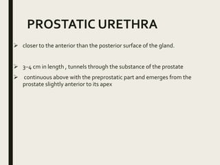 Anatomy and physiology of prostate | PPTX