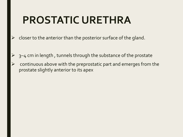 Anatomy And Physiology Of Prostate Ppt