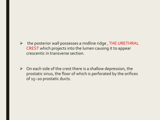 Anatomy and physiology of prostate | PPTX
