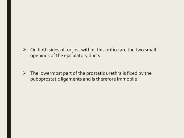 Anatomy And Physiology Of Prostate Ppt