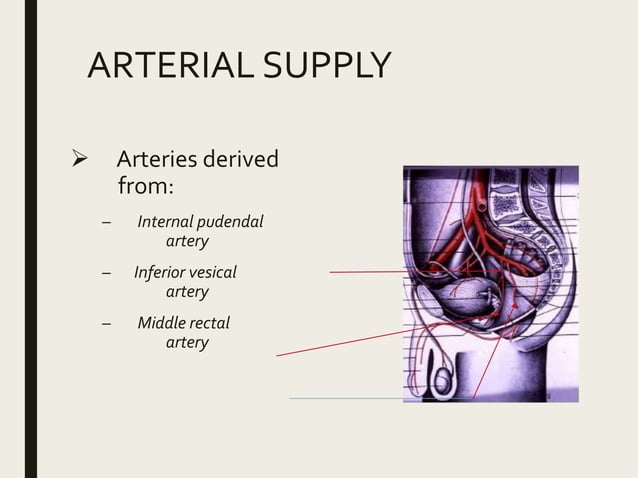 Anatomy and physiology of prostate | PPTX