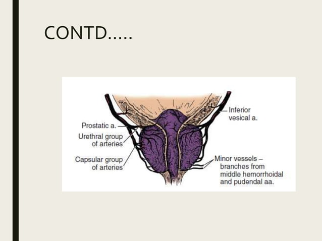 Anatomy And Physiology Of Prostate Ppt