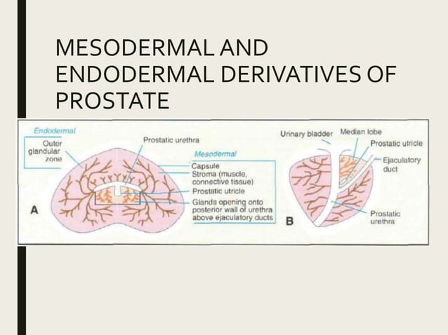 Anatomy and physiology of prostate | PPTX