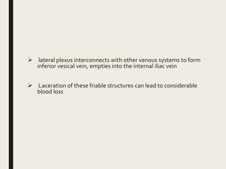 Anatomy and physiology of prostate | PPTX