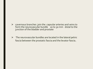 Anatomy and physiology of prostate | PPTX