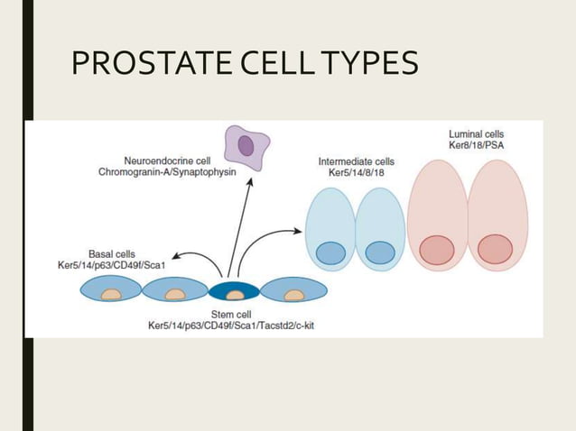 Anatomy and physiology of prostate | PPTX