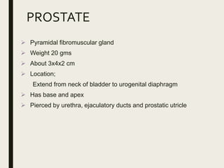 Anatomy and physiology of prostate | PPTX