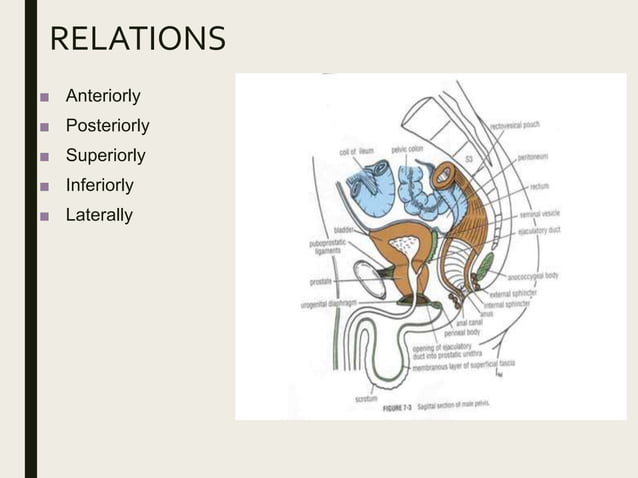 Anatomy And Physiology Of Prostate Ppt