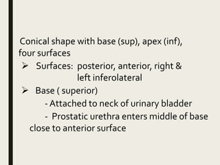 Anatomy and physiology of prostate | PPTX