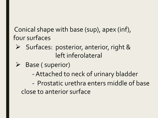 Anatomy and physiology of prostate | PPTX
