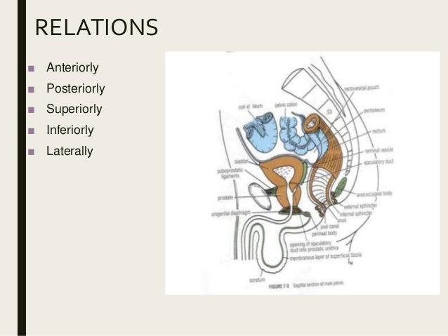 Anatomy and physiology of prostate