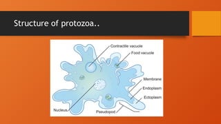 Anatomy,Physiology and classification of protozoa | PPTX