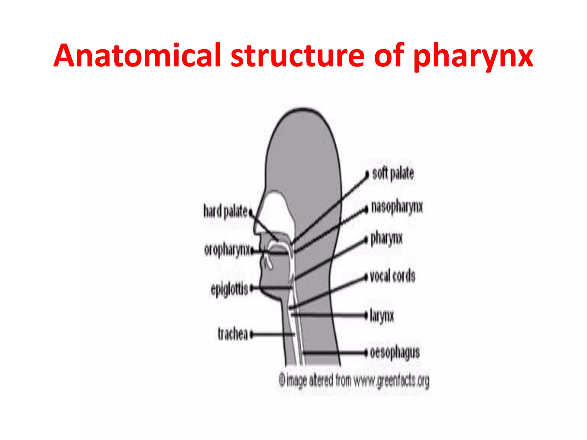 Anatomy and physiology of gastrointestinal system | PPTX