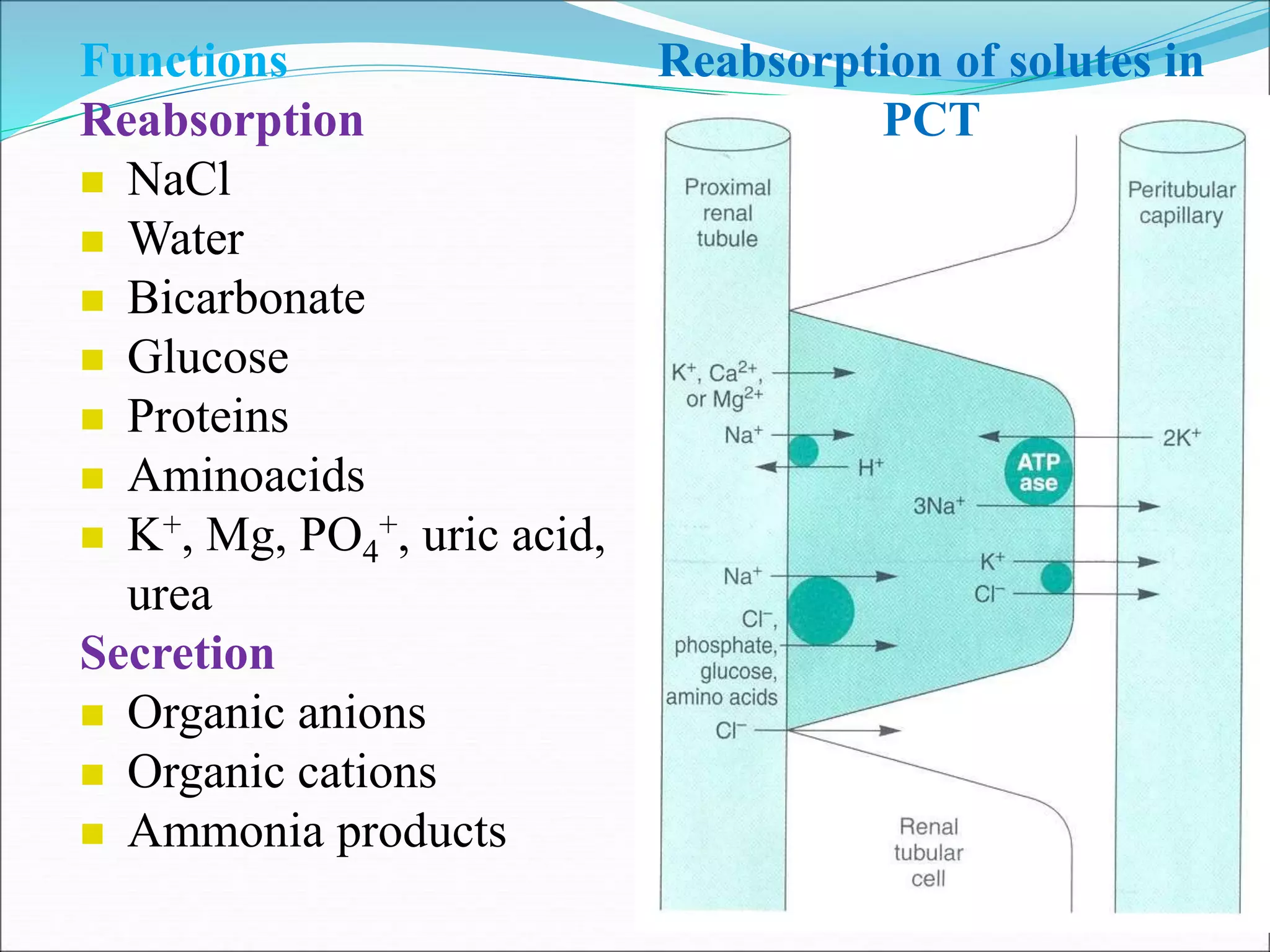 Anatomy and physiology of renal system.ppt