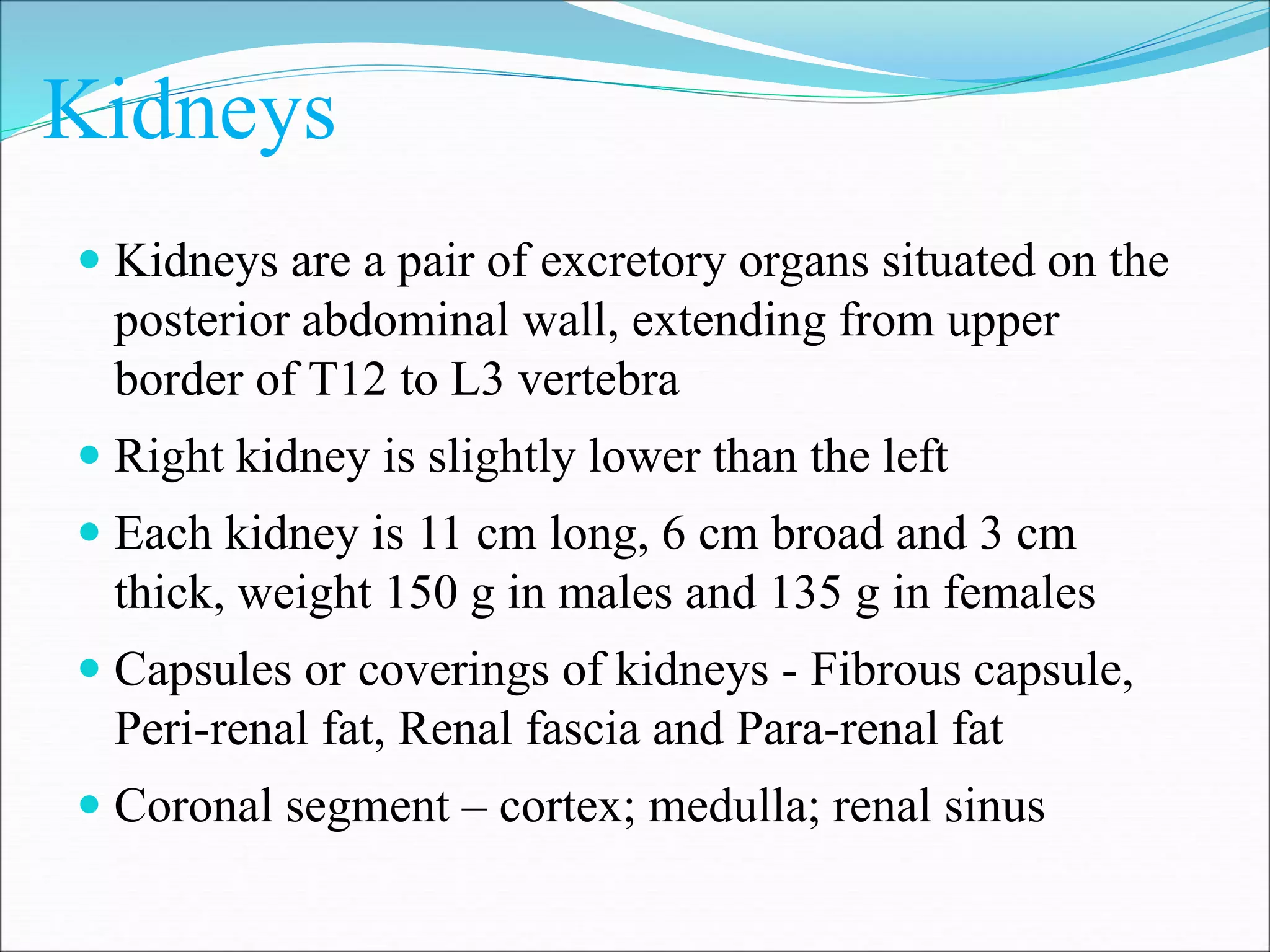 Anatomy and physiology of renal system.ppt