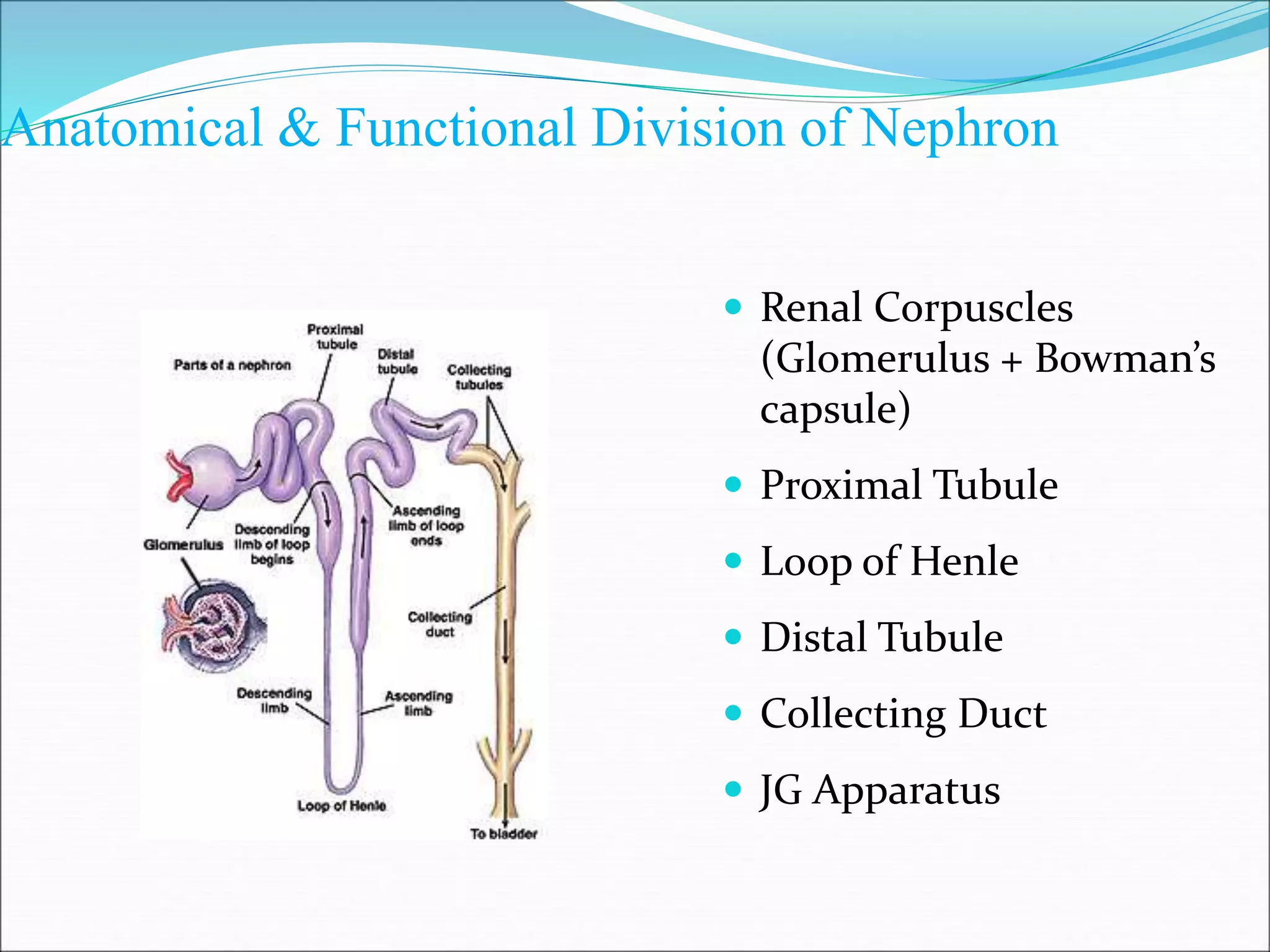 Anatomy and physiology of renal system.ppt