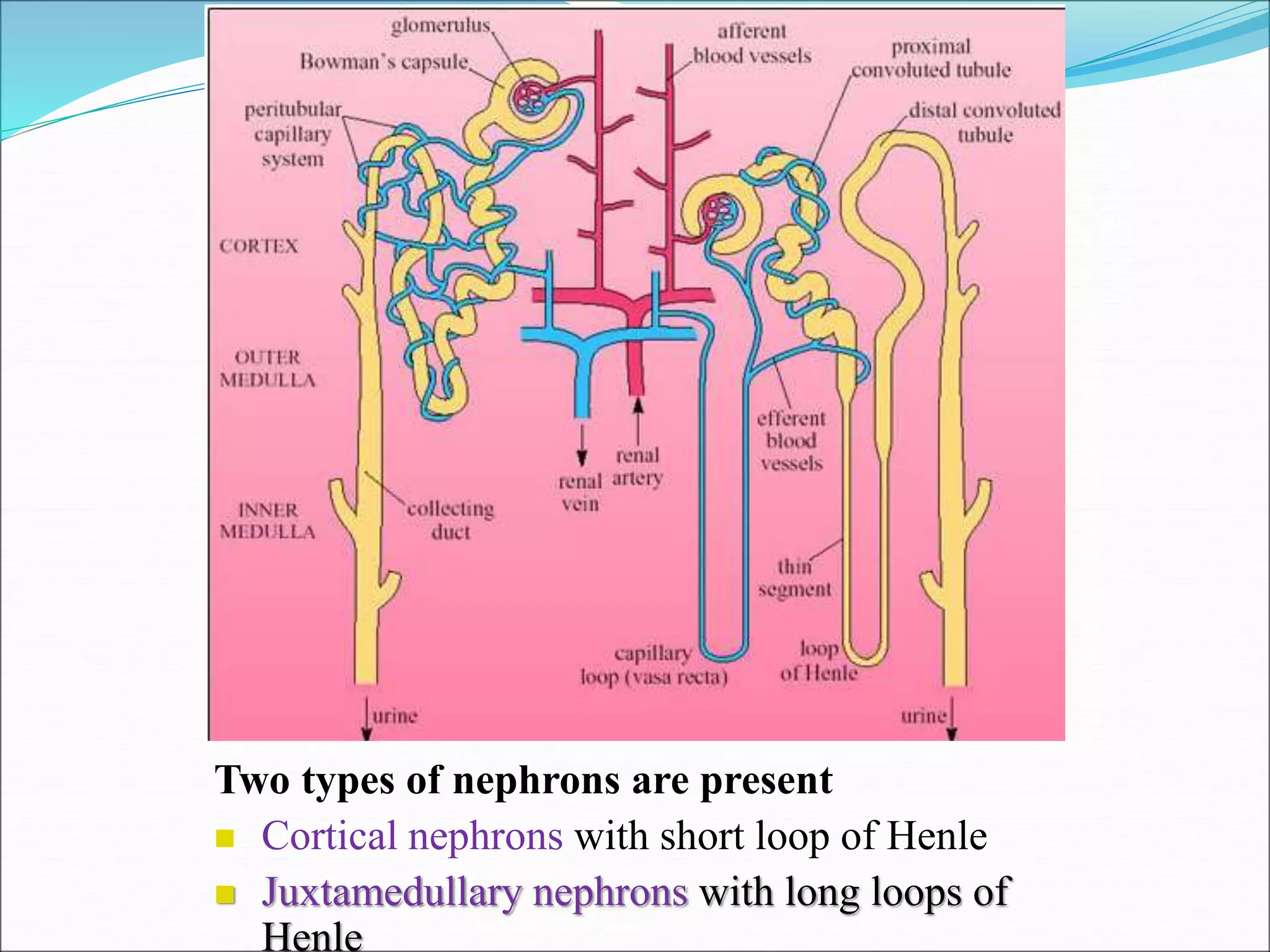 Anatomy and physiology of renal system.ppt