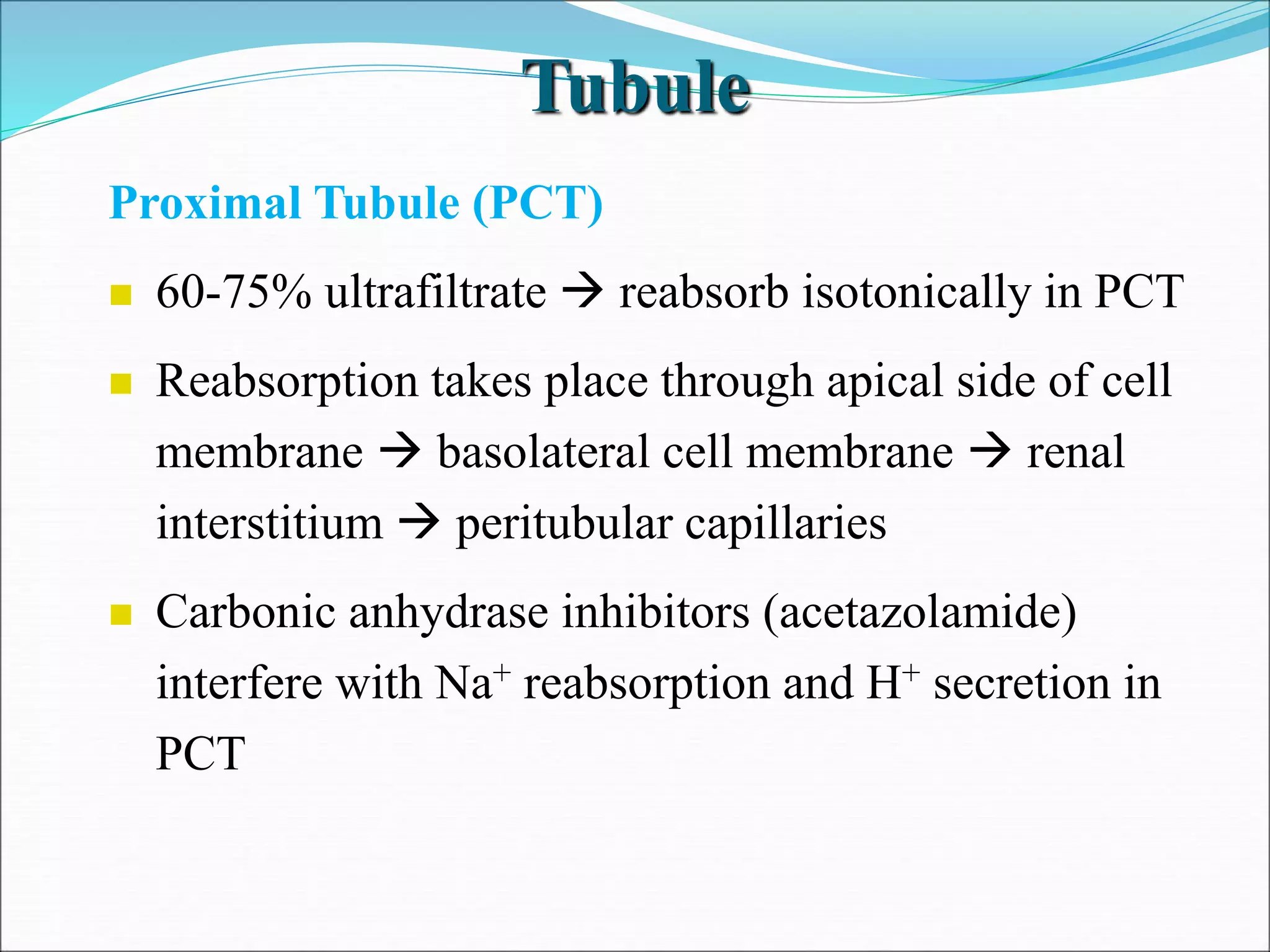 Anatomy and physiology of renal system.ppt