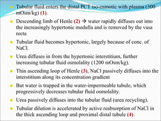 Anatomy and physiology of renal system.ppt