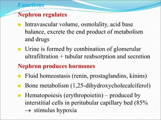 Anatomy and physiology of renal system.ppt
