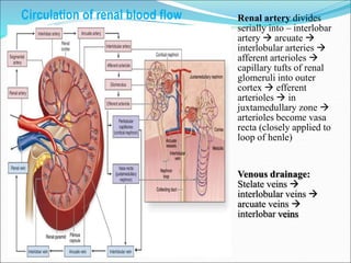 Anatomy and physiology of renal system.ppt