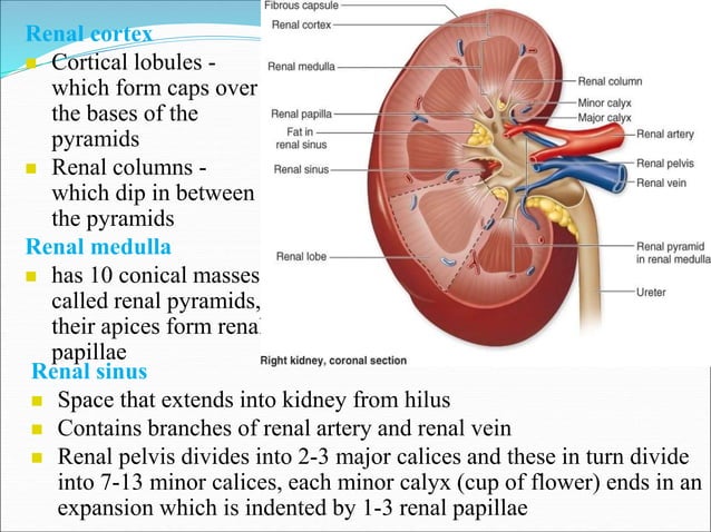 Anatomy and physiology of renal system.ppt