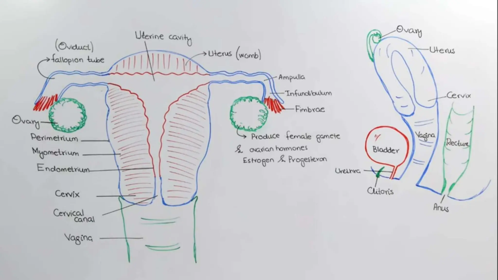 ANATOMY AND PHYSIOLOGY OF REPRODUCTIVE SYSTEM.pptx