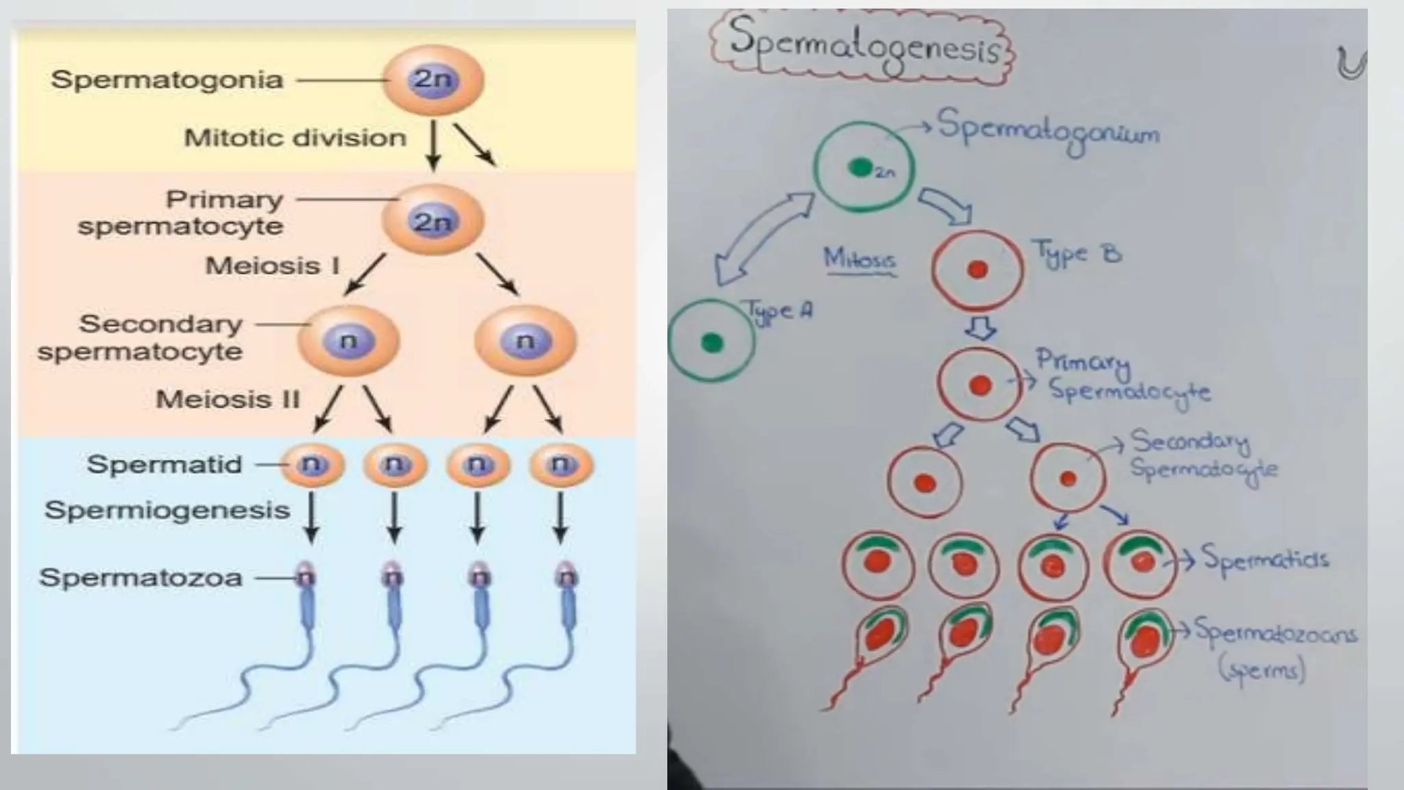 ANATOMY AND PHYSIOLOGY OF REPRODUCTIVE SYSTEM.pptx