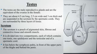 ANATOMY AND PHYSIOLOGY OF REPRODUCTIVE SYSTEM.pptx