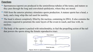 ANATOMY AND PHYSIOLOGY OF REPRODUCTIVE SYSTEM.pptx
